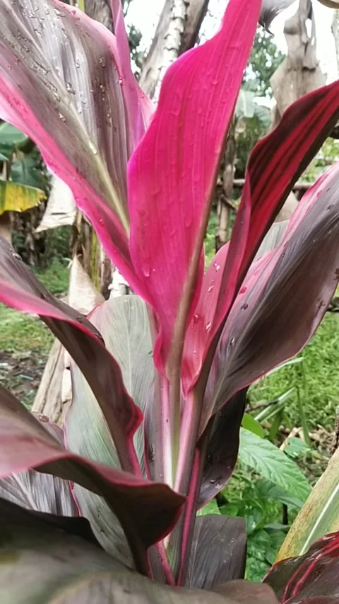 Carriage tree | Stock Video | Pond5