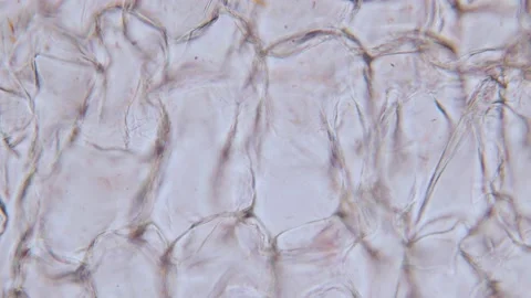 Carrot root cross section microtome slid... | Stock Video | Pond5