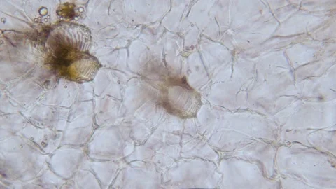 Carrot root cross section microtome slid... | Stock Video | Pond5