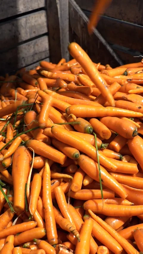 Carrot Line Stock Video Footage | Royalty Free Carrot Line Videos | Pond5