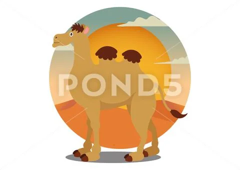 Cartoon camel isolated on white background.Vector illustration: Graphic ...