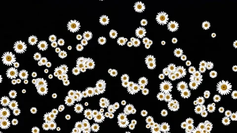 cartoon daisy flowers explosion with alp... | Stock Video | Pond5