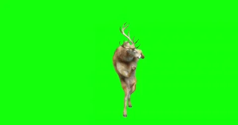 Cartoon Deer Dancing Animation on Green ... | Stock Video | Pond5