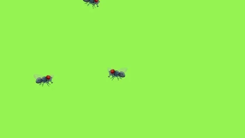 Cartoon Flies Flying on Green Screen | Stock Video | Pond5