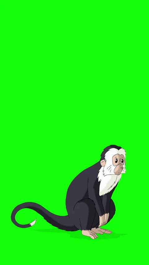 Monkey Green Screen Stock Videos – Royalty-Free HD & 4K Videos | Pond5