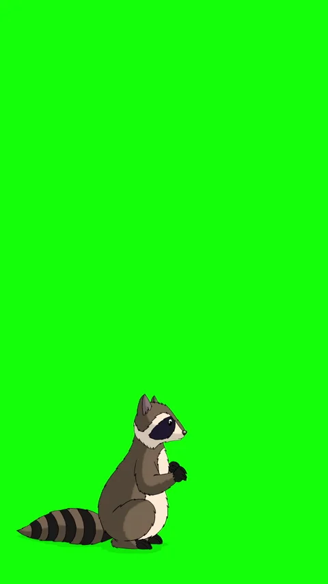 Cartoon Raccoon on Green Screen Backgrou... | Stock Video | Pond5