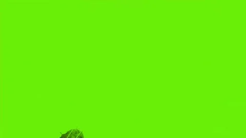 Cartoon Shape Transitions pack green scr... | Stock Video | Pond5