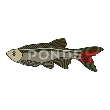 Cartoon Vector illustration White Cloud Mountain Minnow fish icon ...