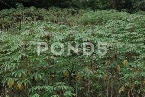 Cassava field, Cassava Plantation, Cassava Tree Background ~ Hi Res ...