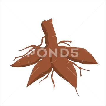 Cassava root vector illustration: Graphic #238623333
