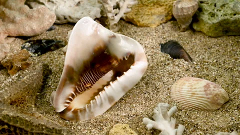 Cassis Cornuta Shell on the sand underwa... | Stock Video | Pond5