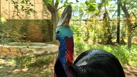 Cassowary bird stand still, big living r... | Stock Video | Pond5