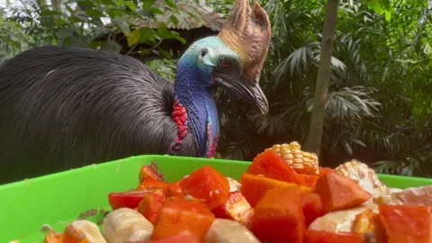 The cassowary (burung kaswari) from Indo... | Stock Video | Pond5