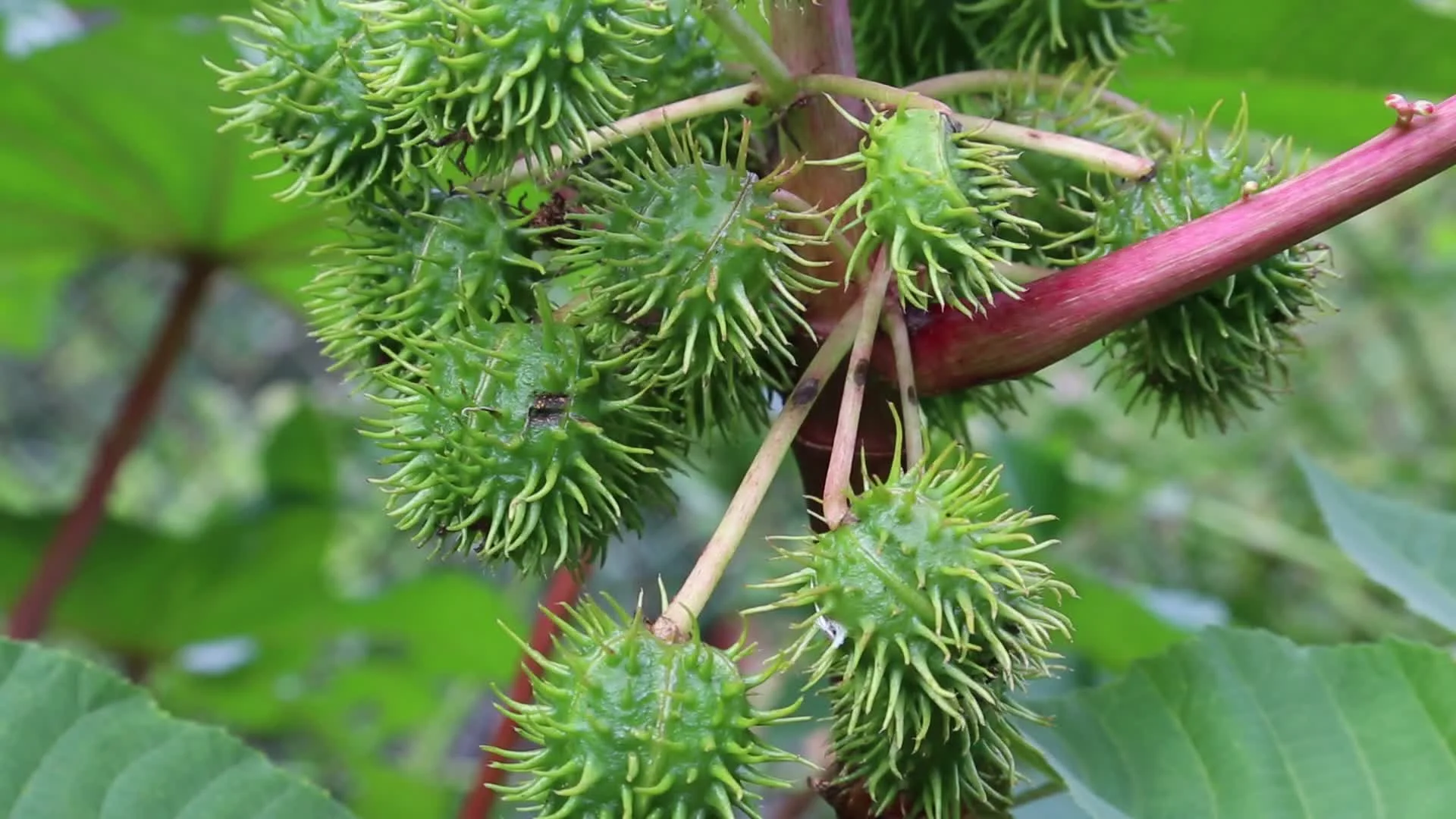 Castor Oil Plant (ricinus Communis)