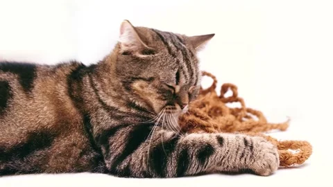 Cat Scratching Rope Stock Videos – Royalty-Free HD & 4K Videos | Pond5