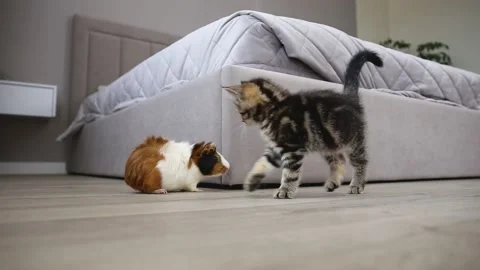 A cat and a hamster are playing together... | Stock Video | Pond5