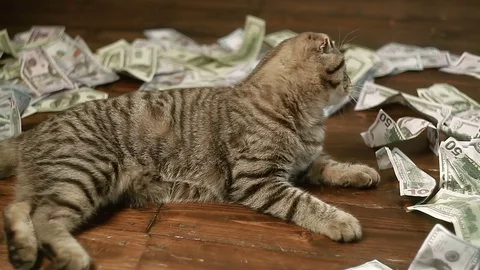 Cat and Money Stock Video Footage | Royalty Free Cat and Money Videos ...
