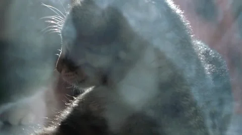 Motion Mouse Move Stock Videos – Royalty-Free HD & 4K Videos