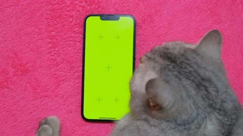 Cat and phone screen with greenscreen. G... | Stock Video | Pond5