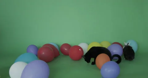 Bunnycat Stock Videos – Royalty-Free HD & 4K Videos