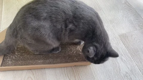 Cat and scratching post made of cardboar... | Stock Video | Pond5