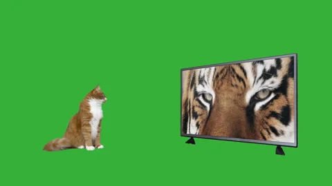 cat and tv, green screen | Stock Video | Pond5
