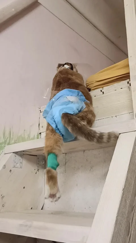 A cat in a baby diaper and a protective ... | Stock Video | Pond5