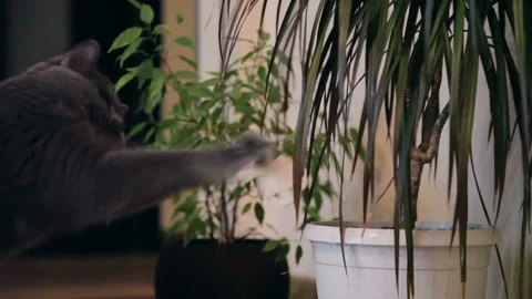 Big D Fights Stock Videos – Royalty-Free HD & 4K Videos