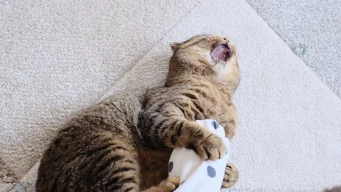 Angry Cat Stock Footage ~ Royalty Free Stock Videos | Pond5