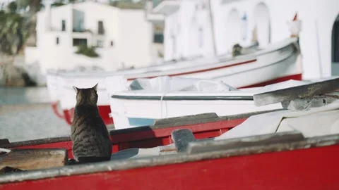 Cat on the boat. Funny tiger green-eyed ... | Stock Video | Pond5