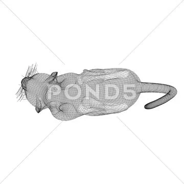 Cat, body structure , wire model, on background ~ Clip Art #46585487