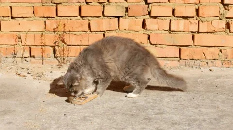 Mouse Pussying Stock Videos – Royalty-Free HD & 4K Videos