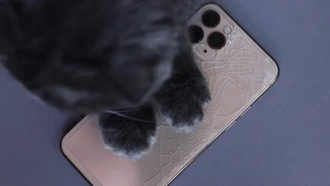 Cat and Phone Stock Videos – Royalty-Free HD & 4K Videos | Pond5