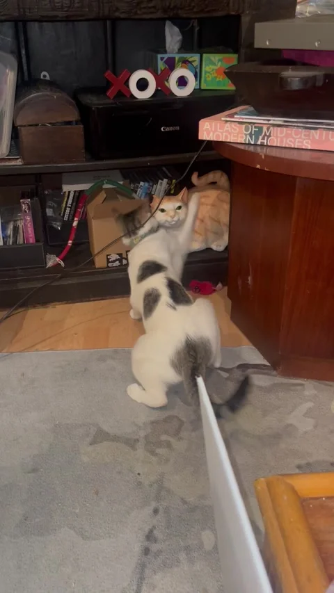 Does West Stock Videos – Royalty-Free HD & 4K Videos