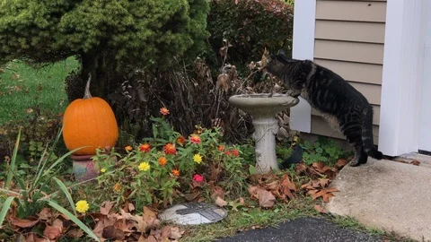 Cat drinking from a birdbath standing on... | Stock Video | Pond5