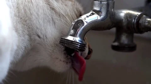 Dripping Tongue Stock Videos – Royalty-Free HD & 4K Videos | Pond5