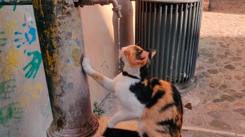 Cat drinking water from dripping tap, ou... | Stock Video | Pond5