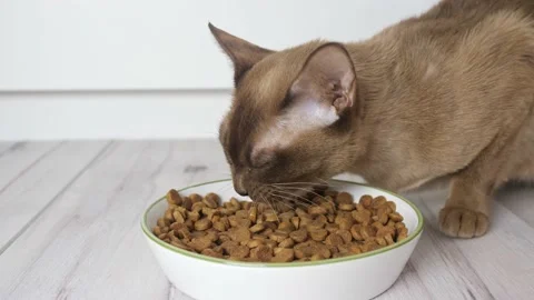 Kibble Stock Footage ~ Royalty Free Stock Videos | Page 3