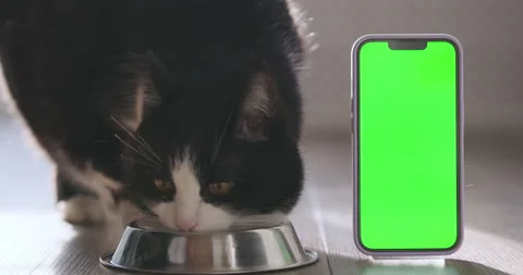 Cat and Phone Stock Videos – Royalty-Free HD & 4K Videos | Pond5