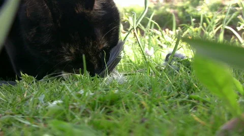 Cat Eating Bird Stock Videos – Royalty-Free HD & 4K Videos