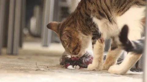 Cat Eating Bird Stock Videos – Royalty-Free HD & 4K Videos