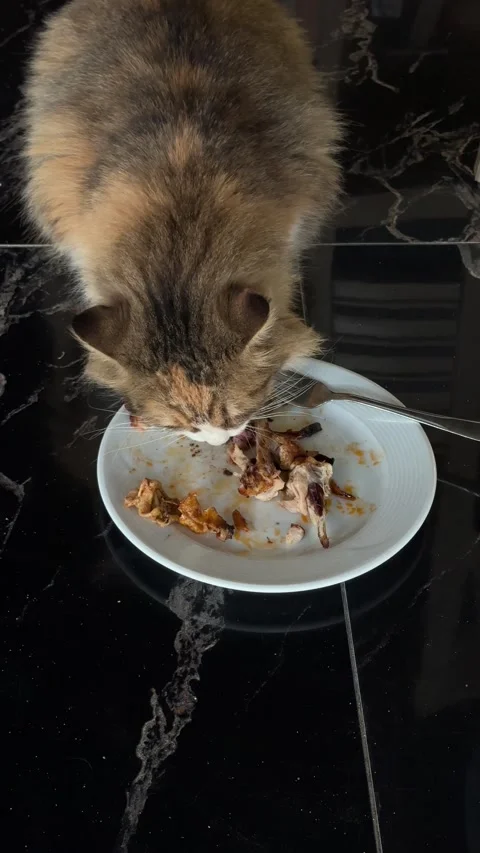 Cat and Chicken Stock Videos – Royalty-Free HD & 4K Videos | Pond5