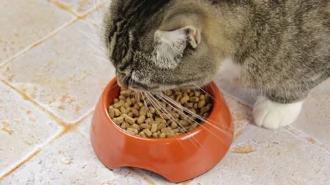 Cat Kibble Stock Footage ~ Royalty Free Stock Videos | Pond5
