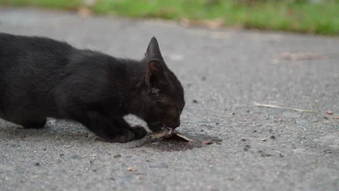 Roadkill Kitten
