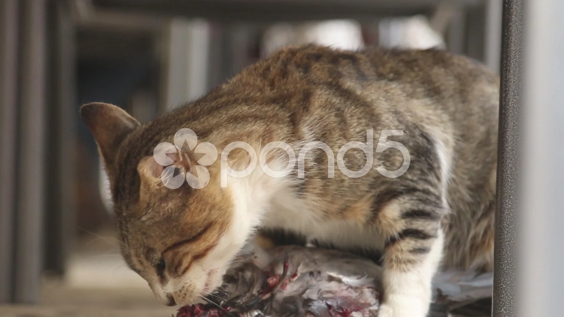 Cat Eating Bird