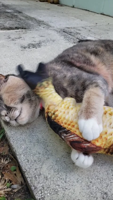 M4M Massage V Stock Videos – Royalty-Free HD & 4K Videos | Pond5