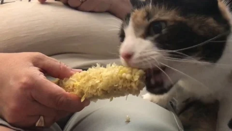Cat expertly devours corn on the cob | Stock Video | Pond5