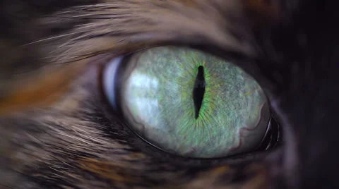 Cat Eye Extreme Close Up - Macro | Stock Video | Pond5