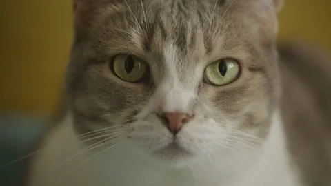 Cat eyes looking at camera close up, dom... | Stock Video | Pond5