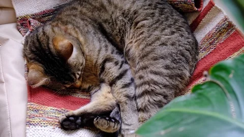 Funny Cat Poses Stock Videos – Royalty-Free HD & 4K Videos | Page 2